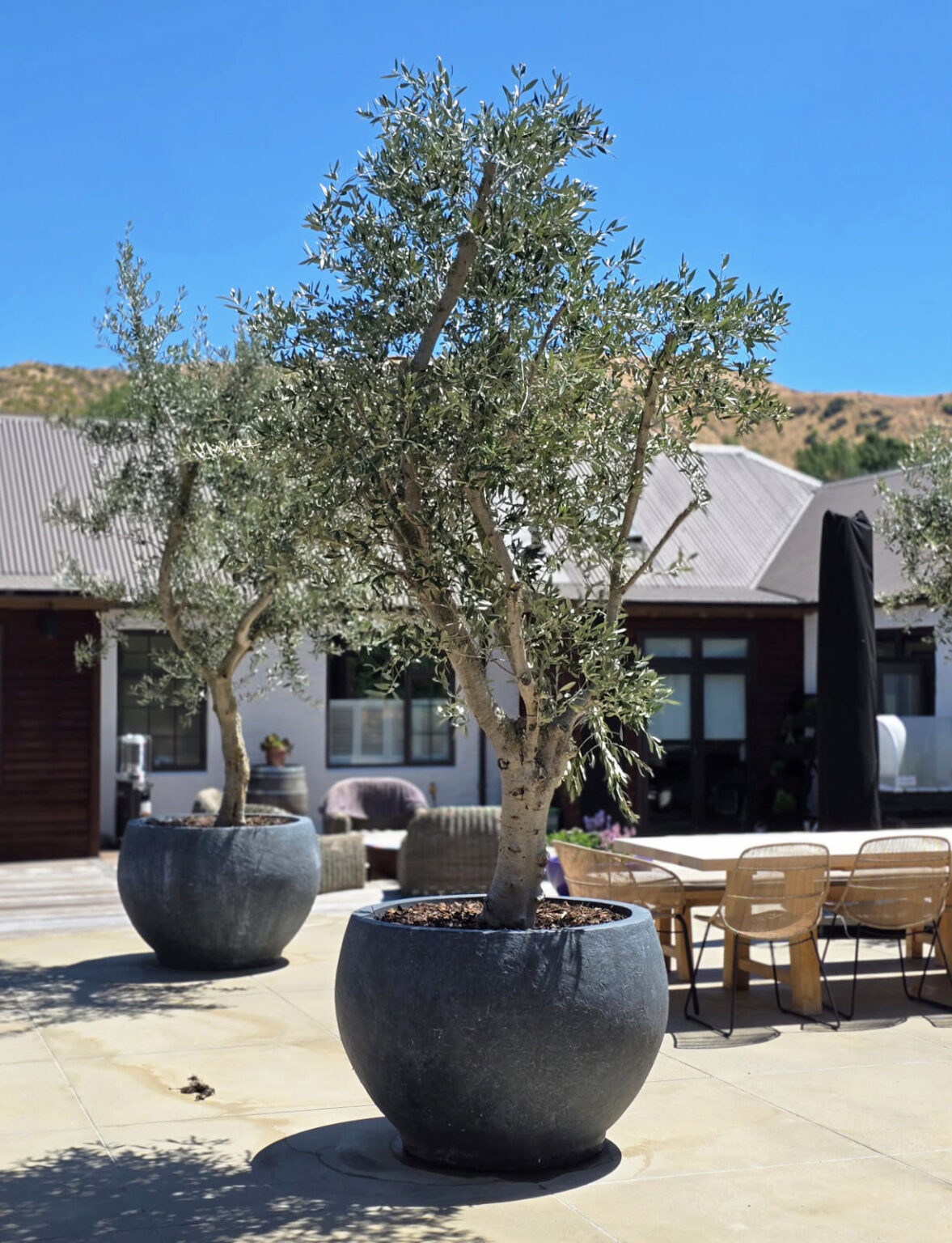 Olive Frantoio - Olive Tree | Easy Big Trees