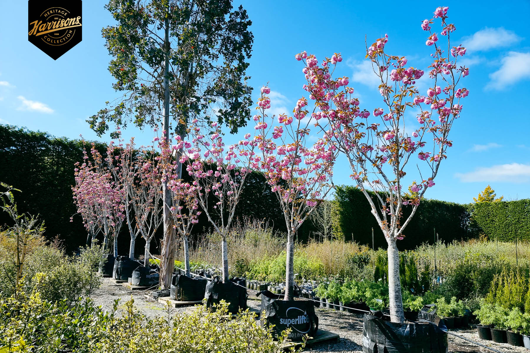 Heritage Edition no. 2 - PRUNUS 'Kanzan' - Easy Big Trees