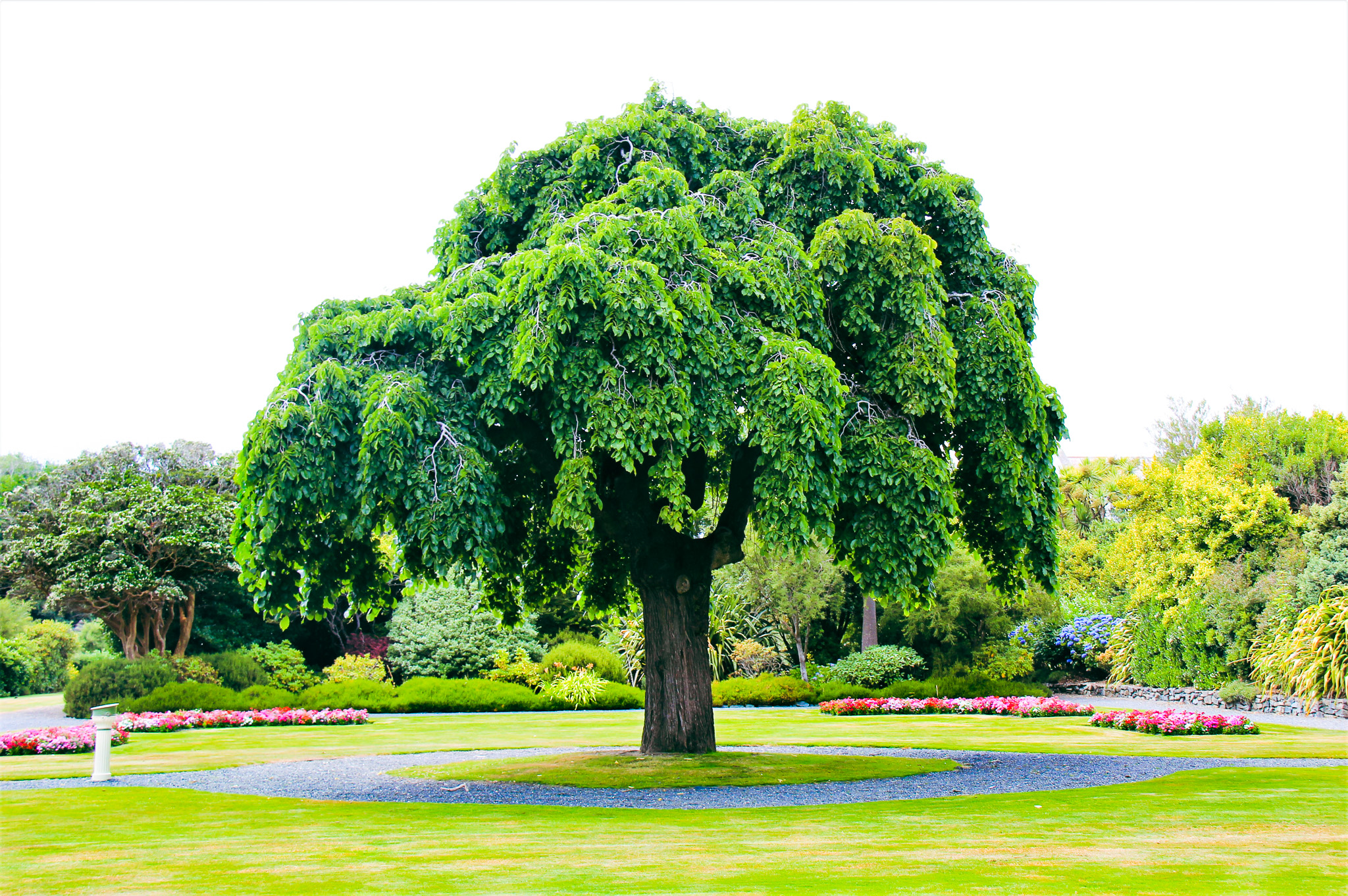 Elms for Shade Trees 😎 - Easy Big Trees