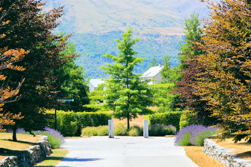 Evergreen NZ Native Trees & Plant Nursery Auckland | Easy Big Trees