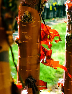 Prunus serrula, Paperbark Cherry💕 - Easy Big Trees