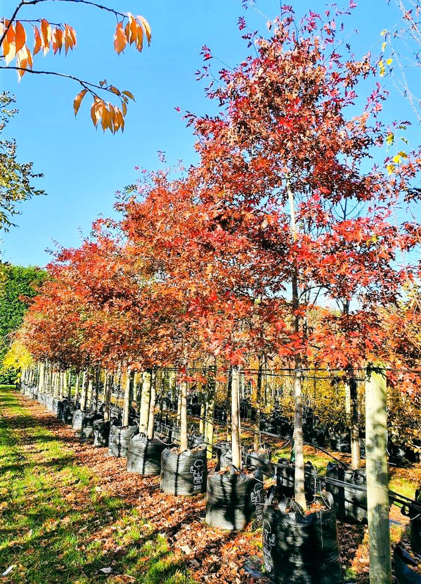 Top 10 Autumn Trees😍 | Easy Big Trees | NZ