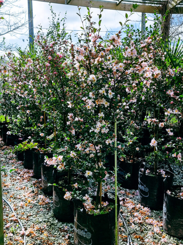 Camellias For Birds | Easy Big Trees | New Zealand