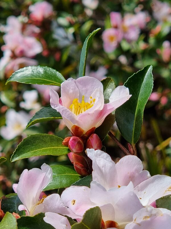 Camellias For Birds | Easy Big Trees | New Zealand