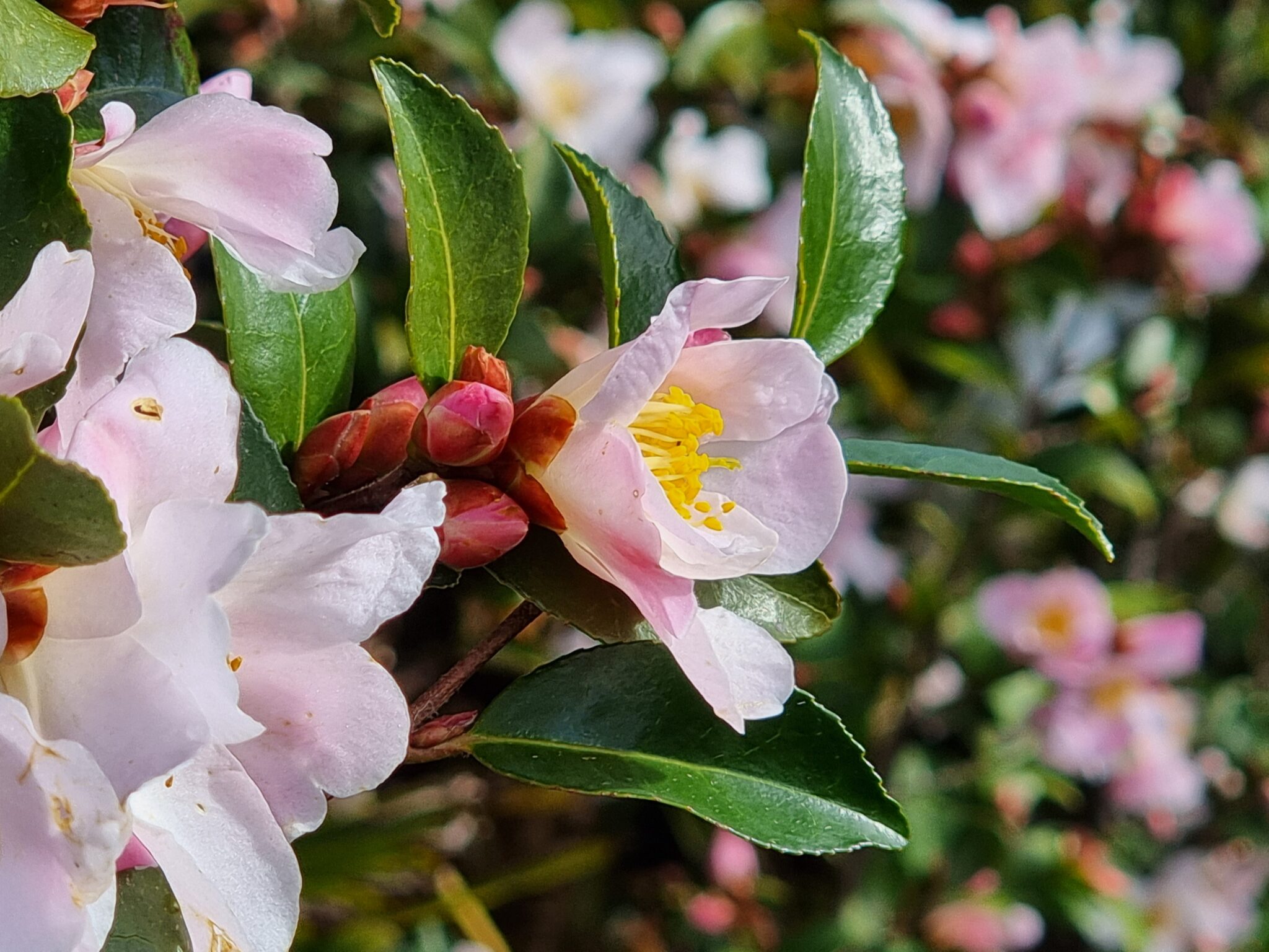 Evergreen NZ Native Trees & Plant Nursery Auckland | Easy Big Trees
