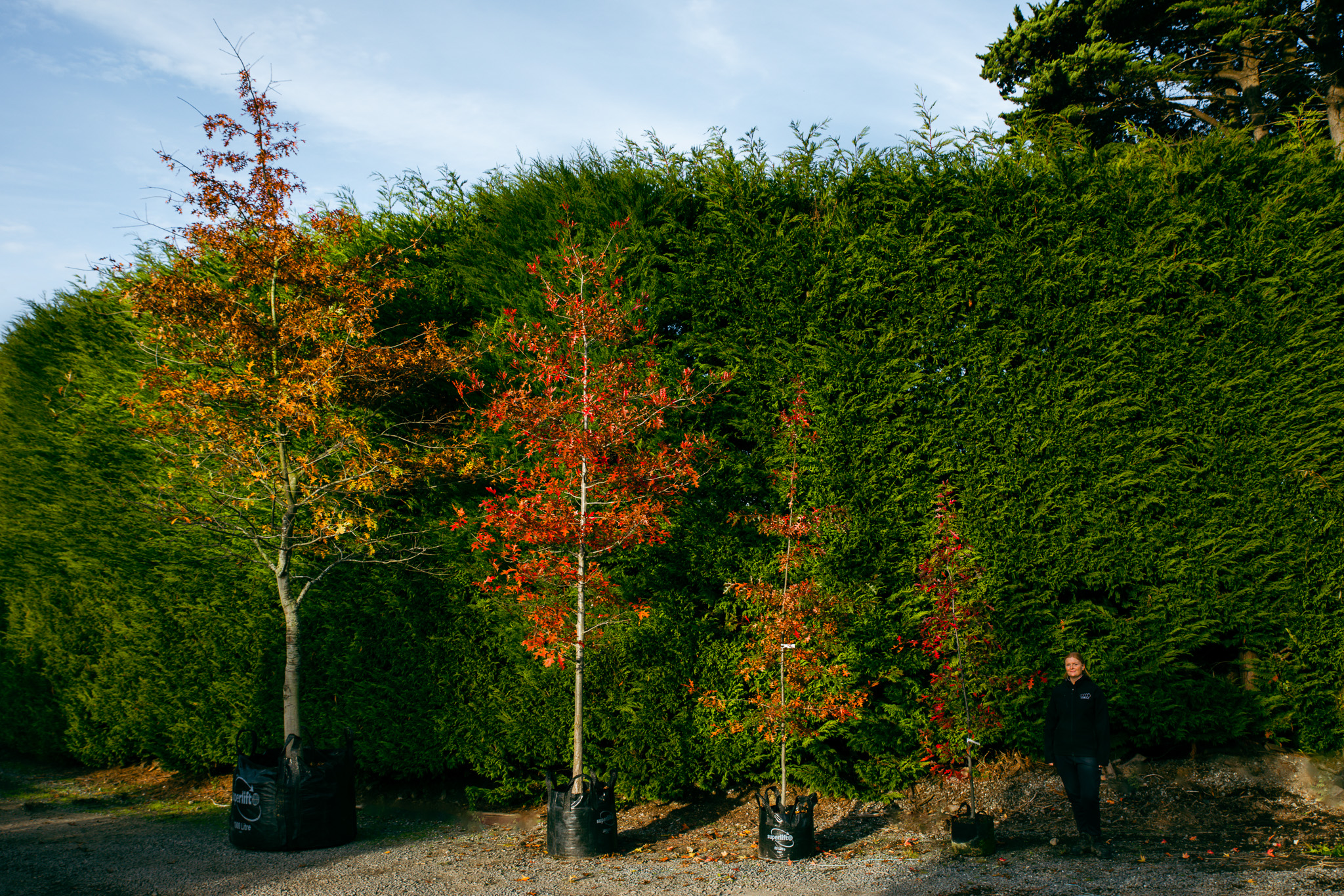 How big are our trees? | Easy Big Trees | New Zealand