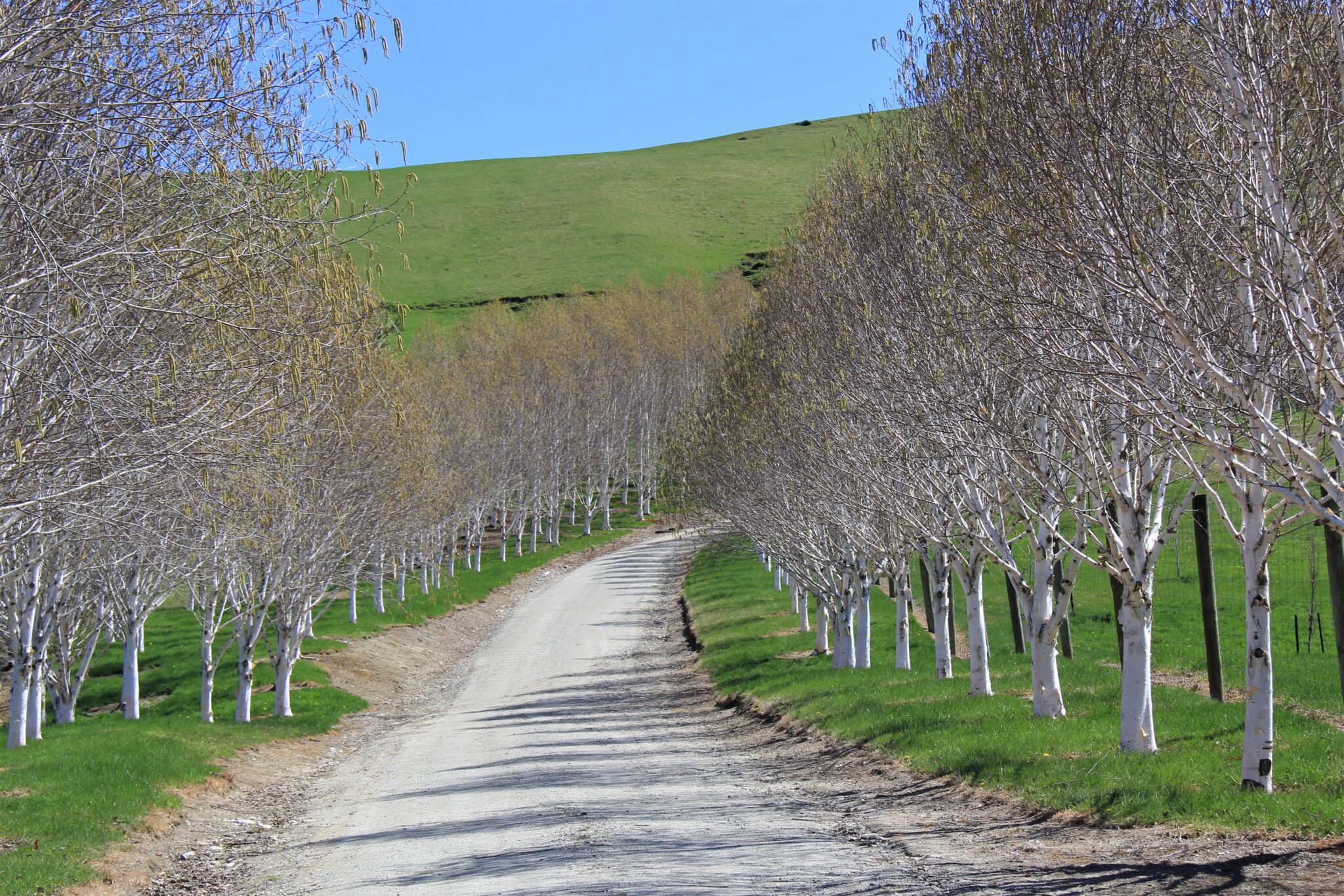 Birch Tree | Easy Big Trees | New Zealand