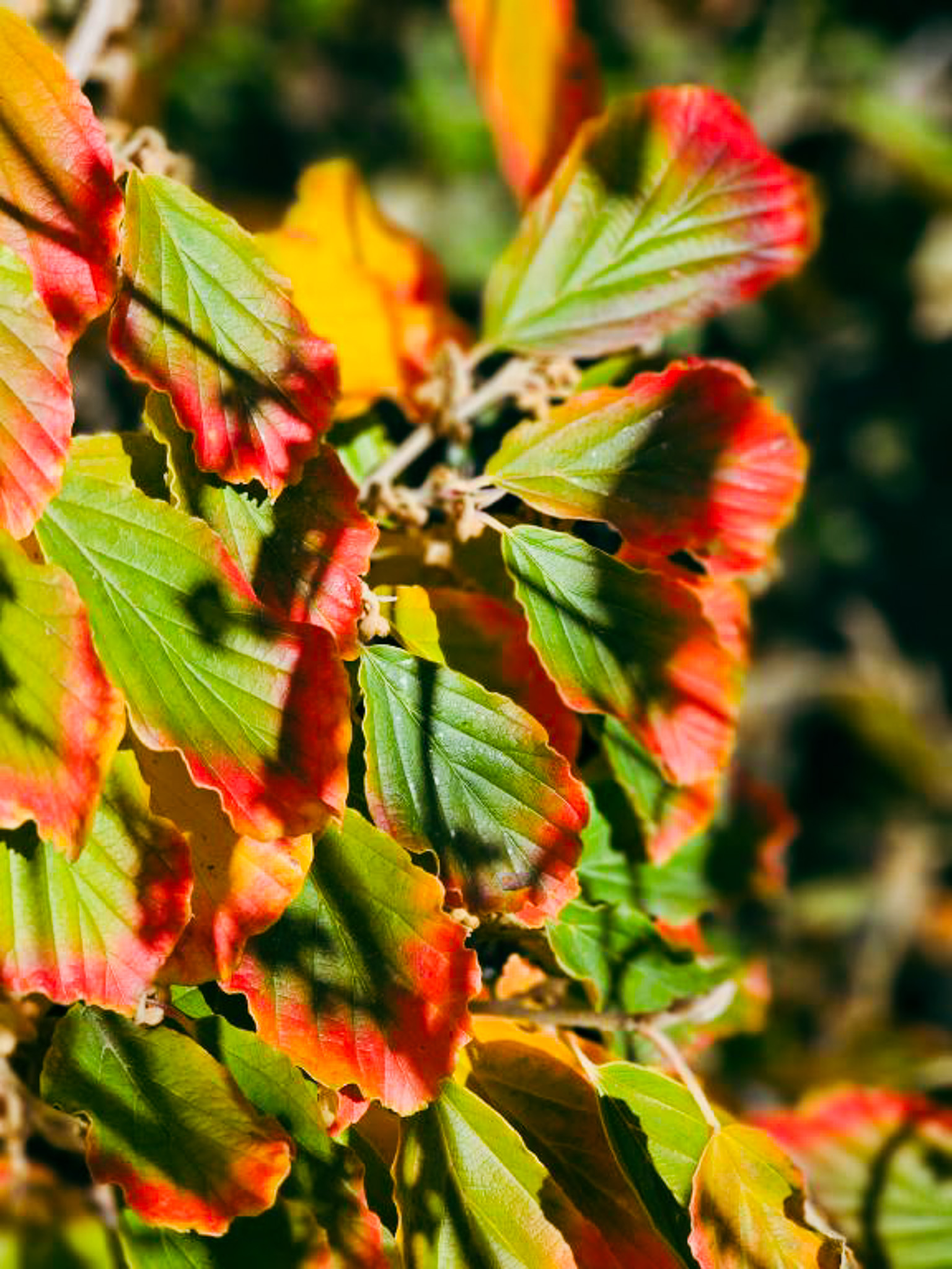 Our Deciduous, Evergreen & Native Fruit & Nut Trees | Easy Big Trees