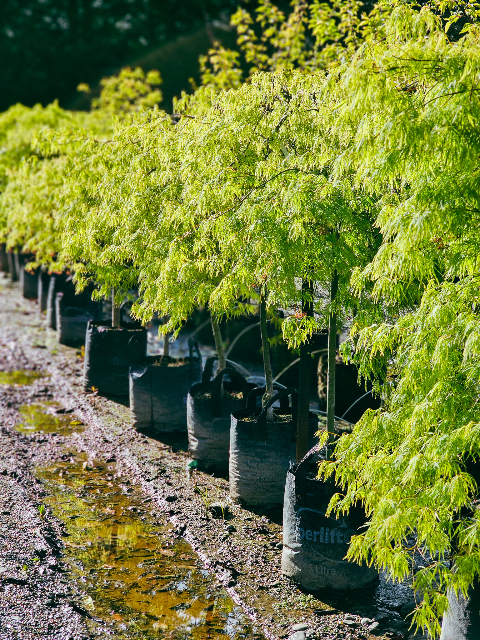 Japanese Maples | Easy Big Trees | New Zealand