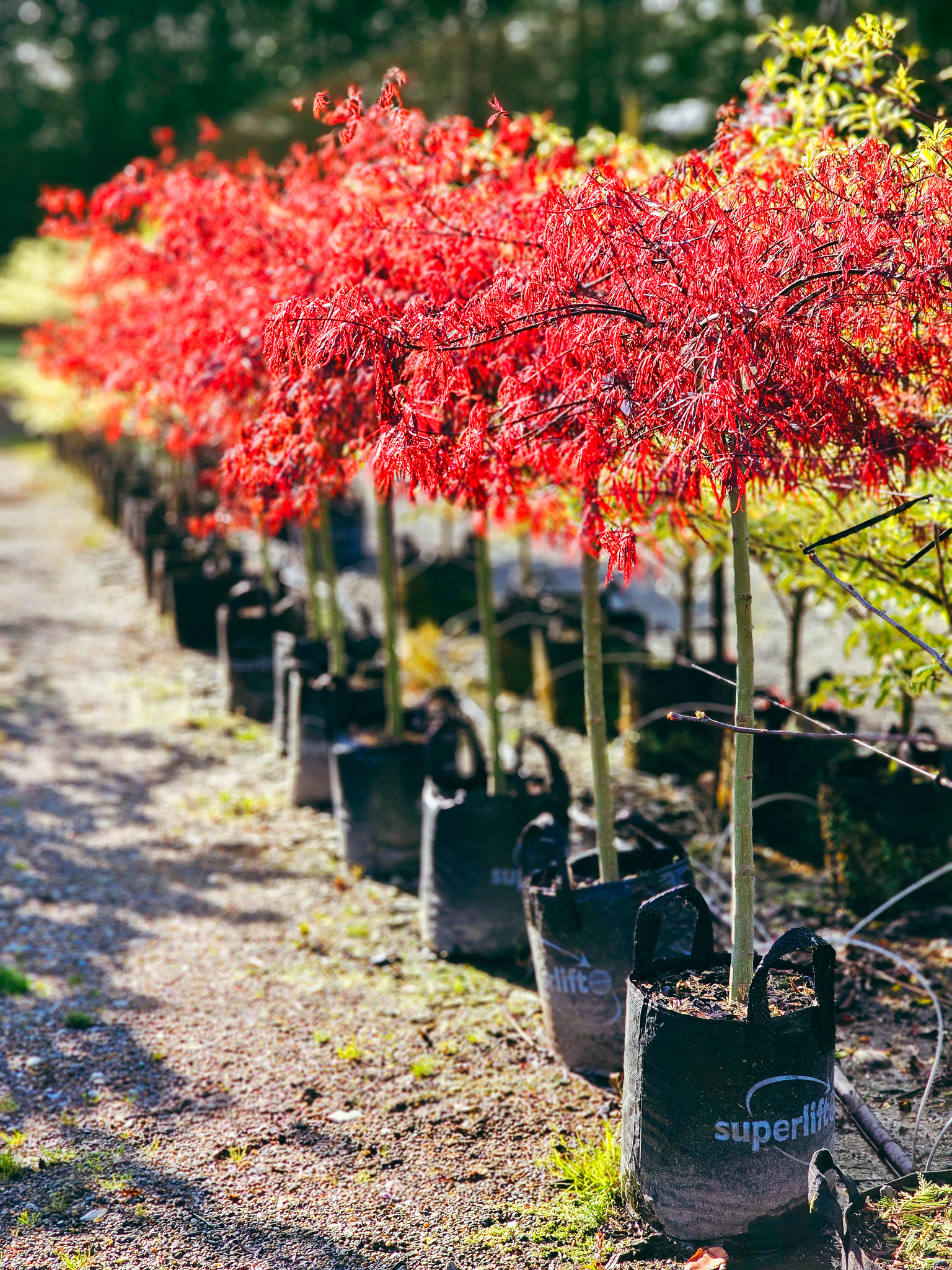 Japanese Maples | Easy Big Trees | New Zealand