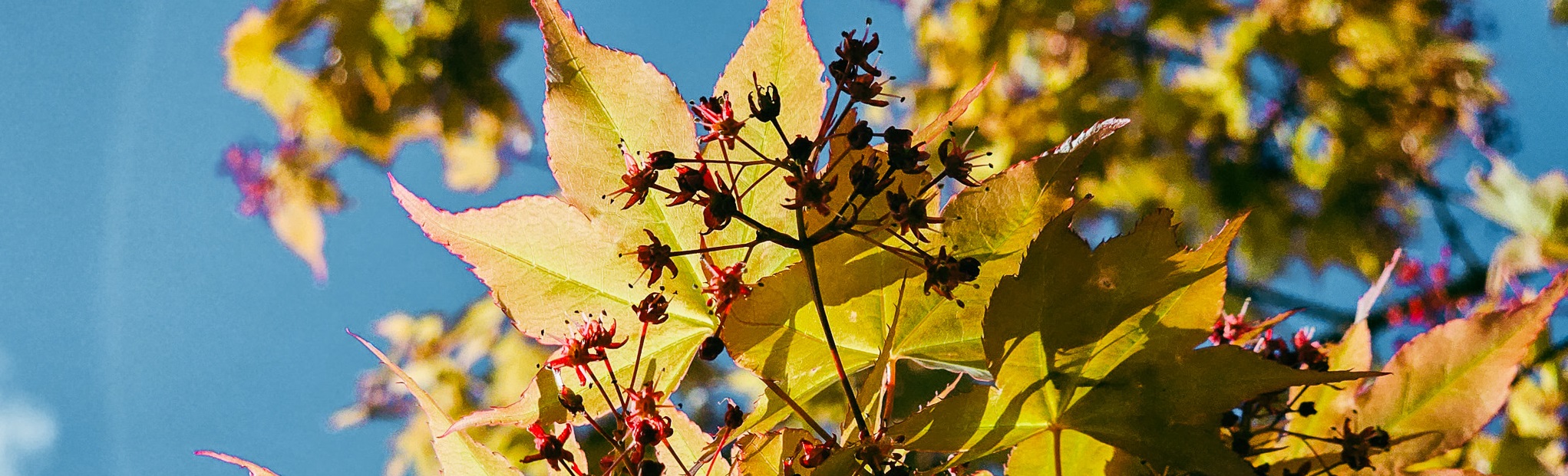 Japanese Maples | Easy Big Trees | New Zealand