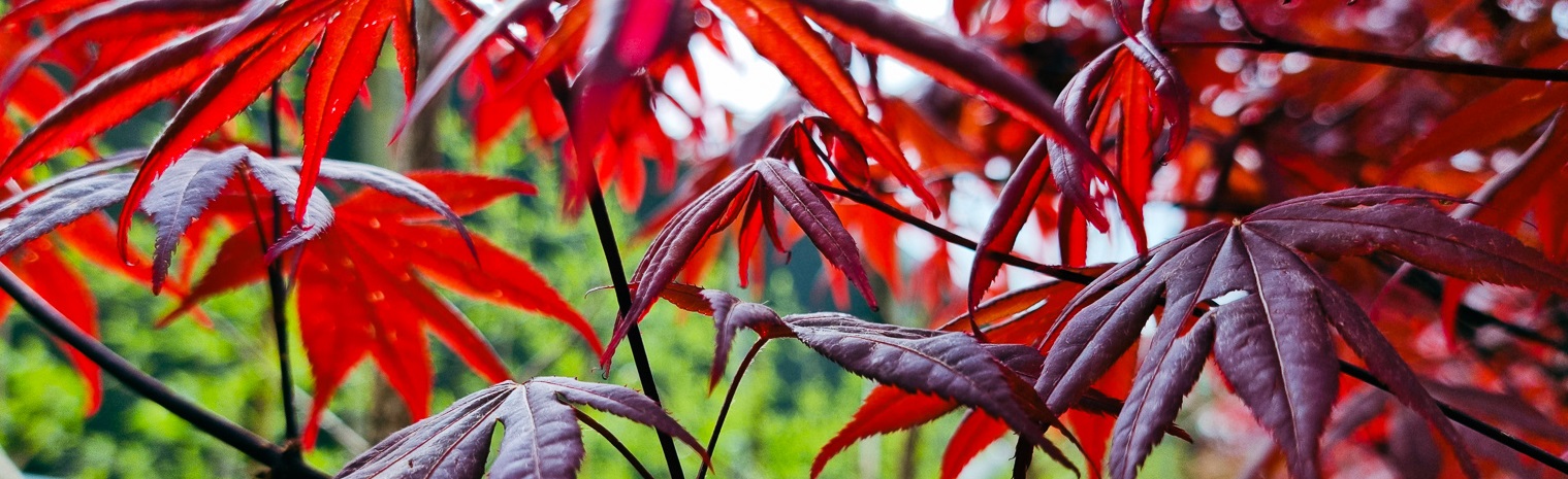 Japanese Maples | Easy Big Trees | New Zealand