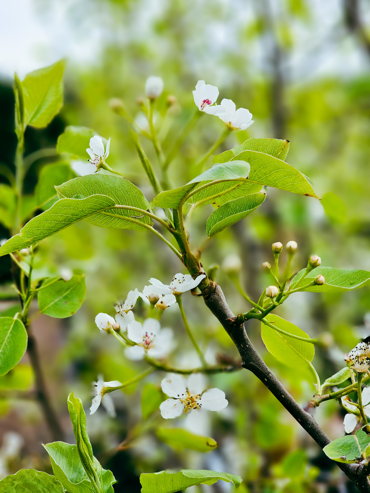 Pyrus Ornamental Pear | Easy Big Trees | New Zealand