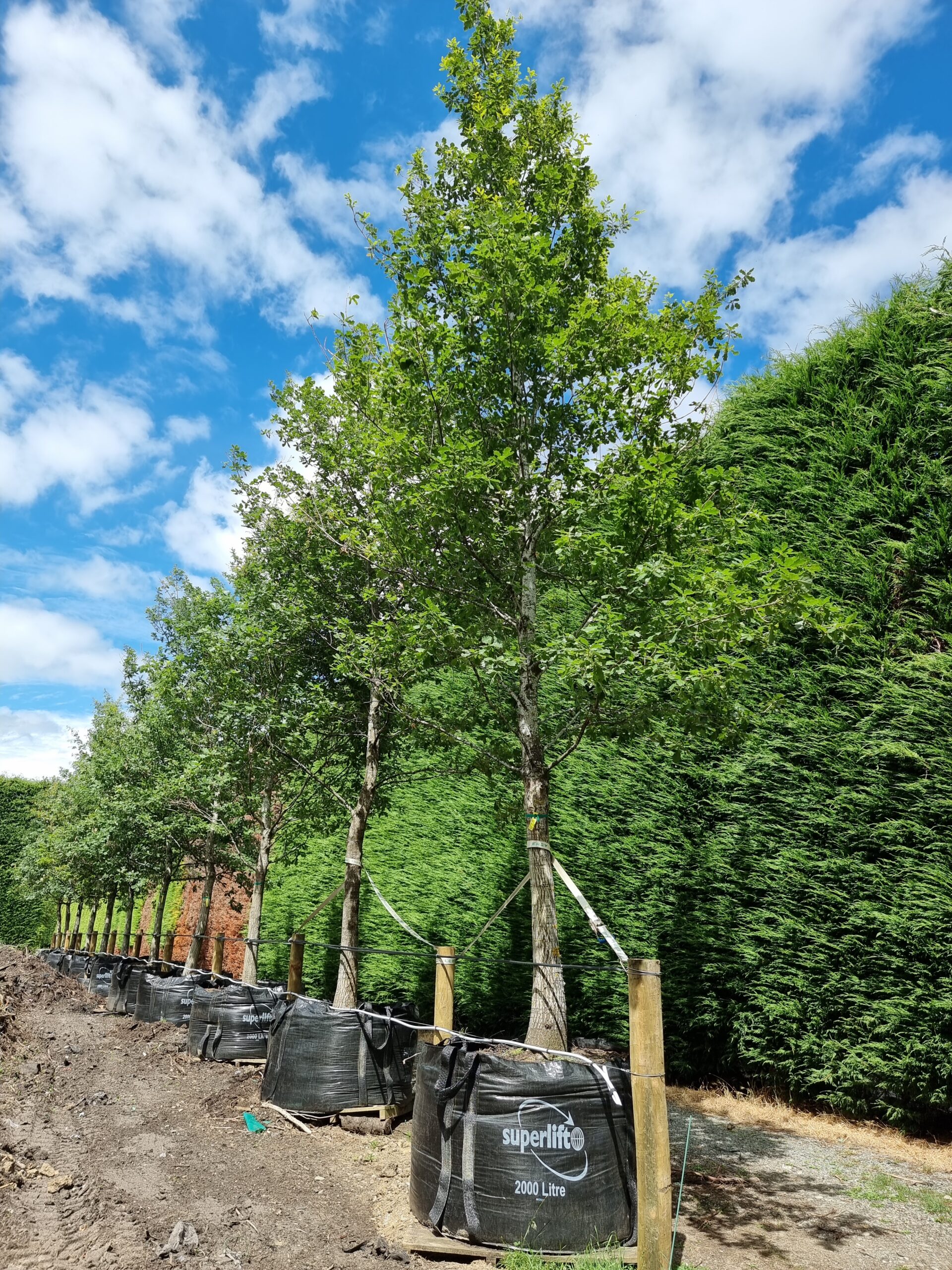 Oak project | Quercus robur | Easy Big Trees | New Zealand