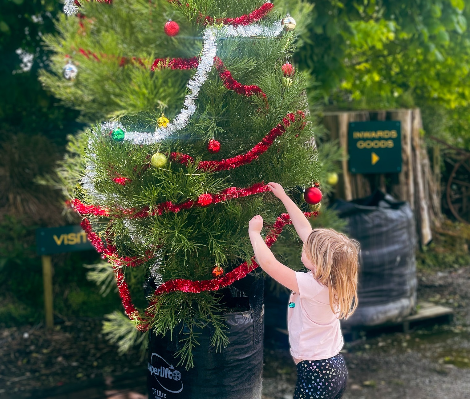 Our Christmas Tree | Easy Big Trees | New Zealand