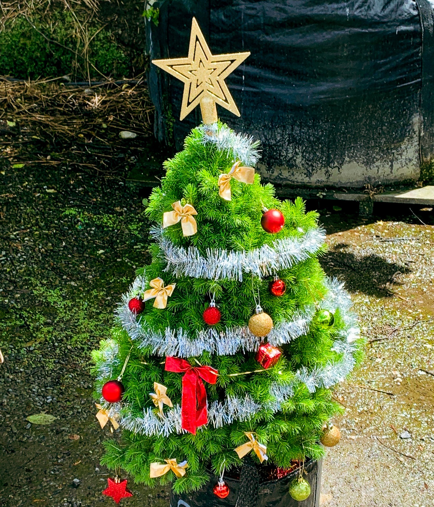 Our Christmas Tree | Easy Big Trees | New Zealand