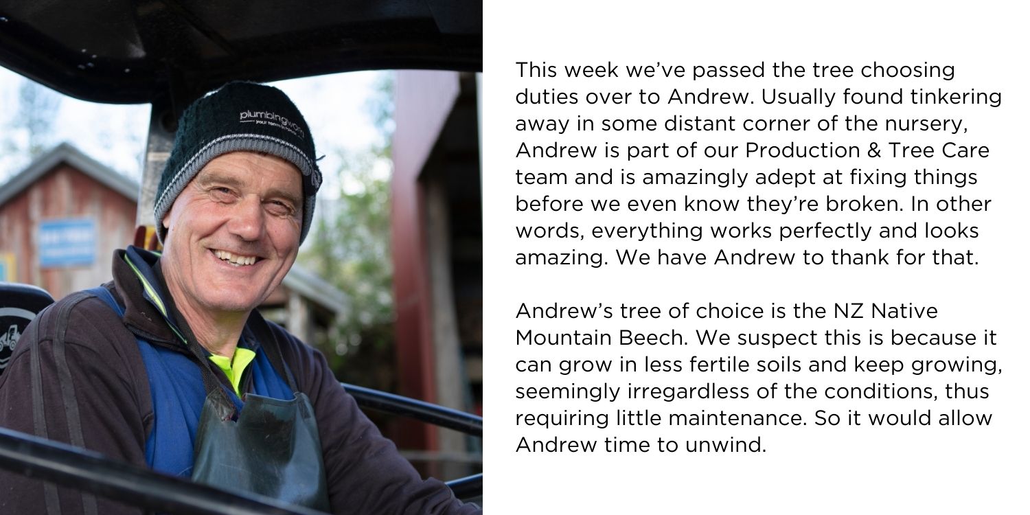 Andrews's Tree of the Month | Easy Big Trees | New Zealand