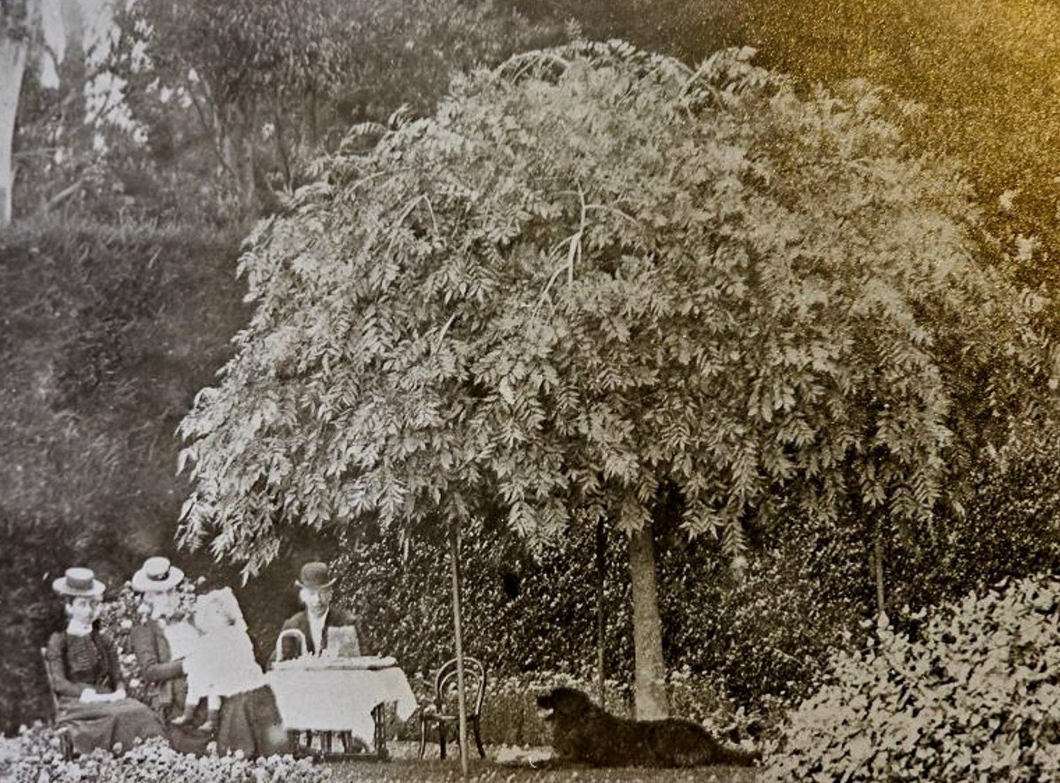 Southland Heritage Month | Lennel History - Part 2 | Easy Big Trees