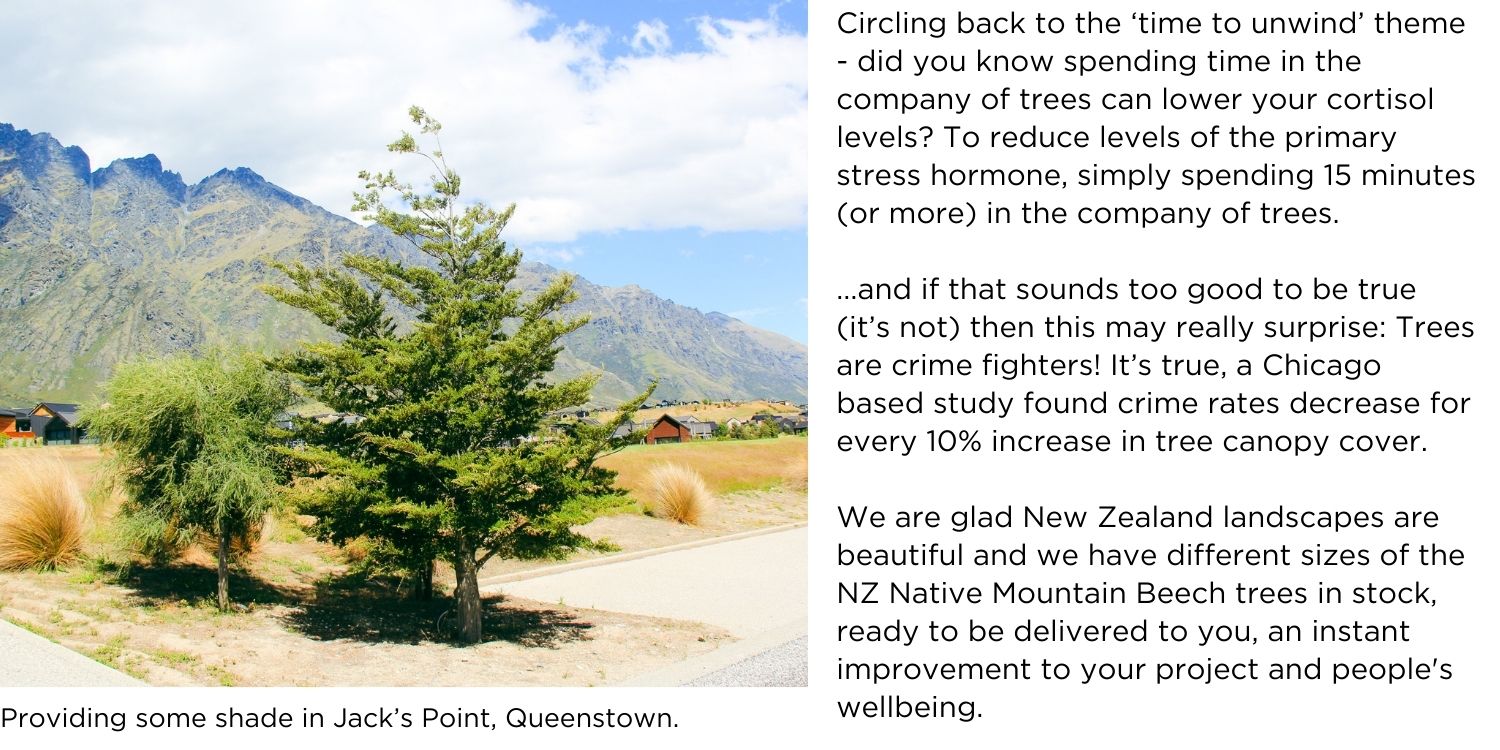 Andrews's Tree of the Month | Easy Big Trees | New Zealand