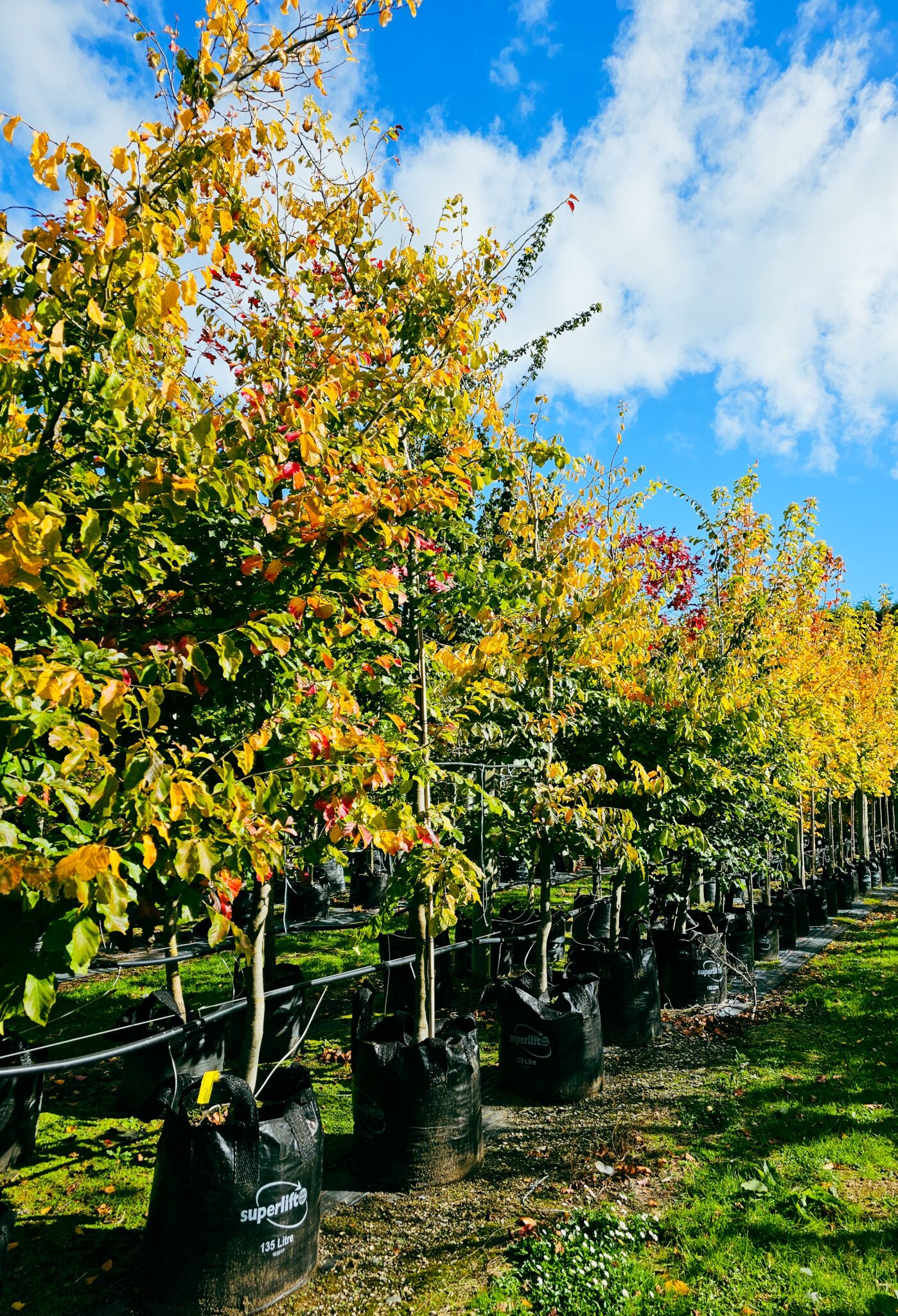 Barney's Tree of the Month | PARROTIA persica | Easy Big Trees