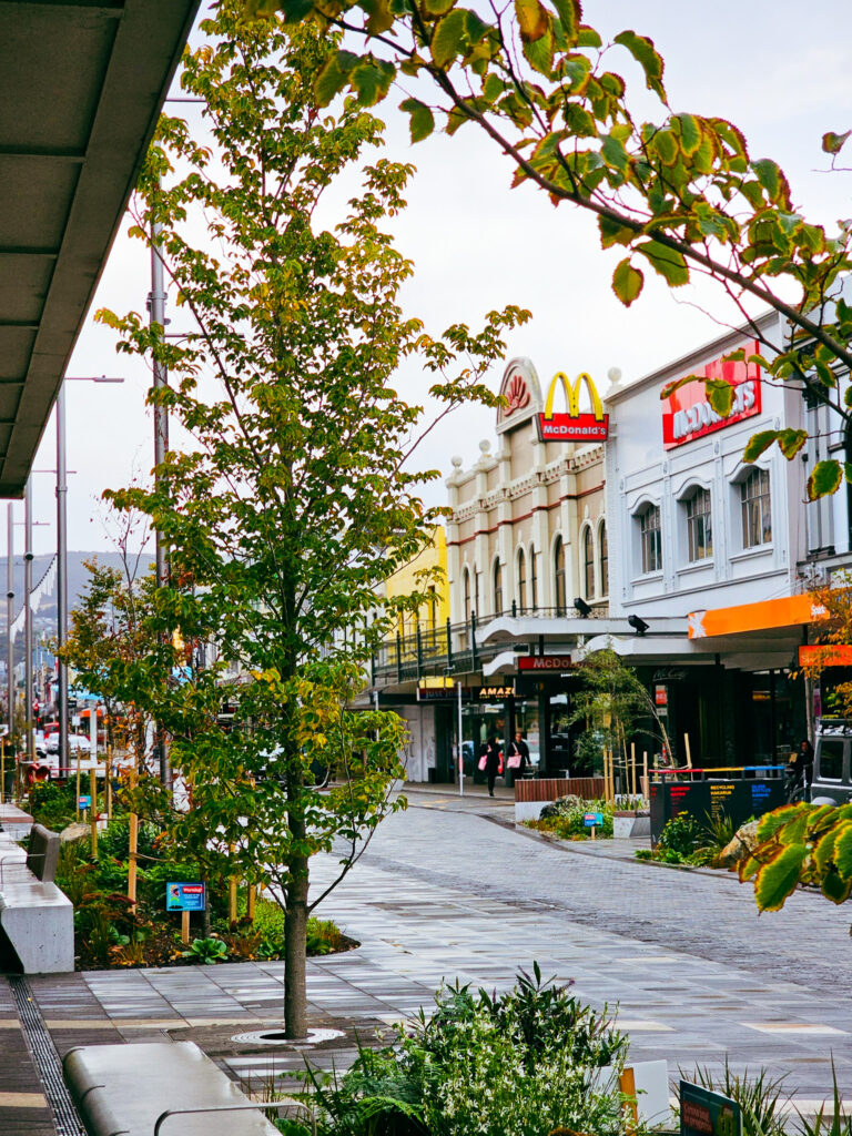 Dunedin Streetscape | Easy Big Trees| New Zealand