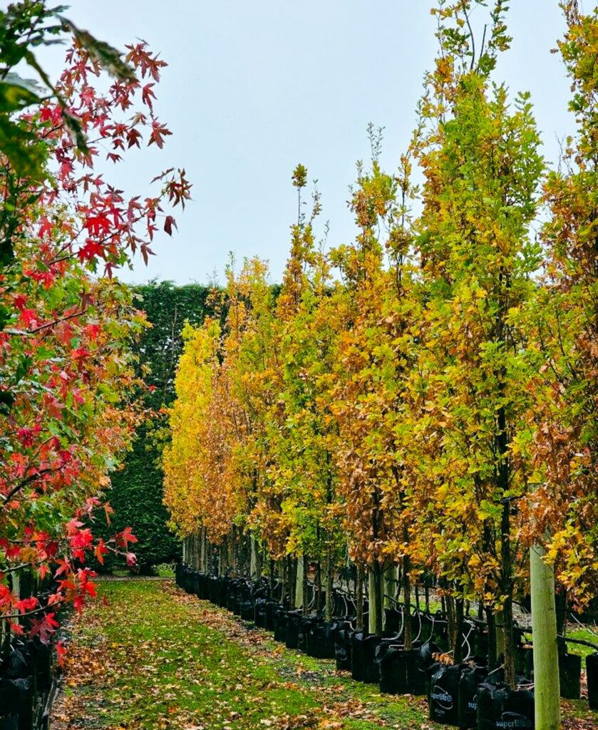 Top 5 Rural & Farm Avenue Trees | Easy Big Trees | New Zealand