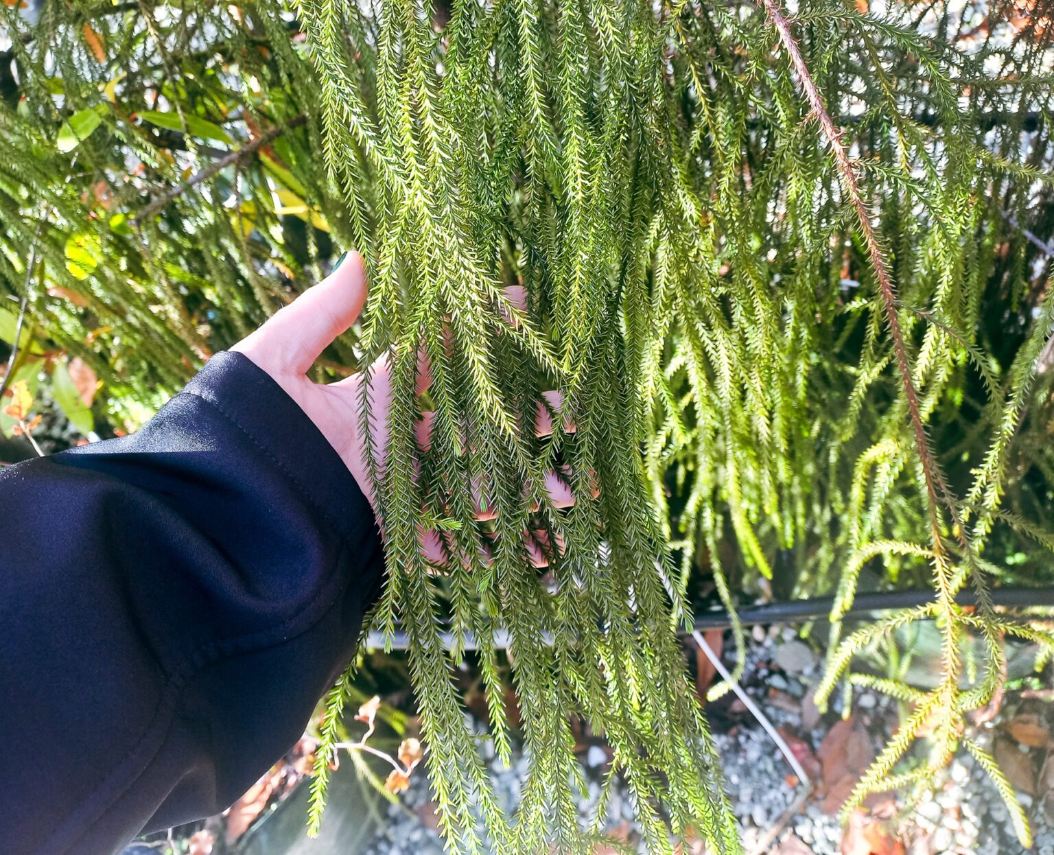 Why Planting is important for Matariki | Easy Big Trees | NZ