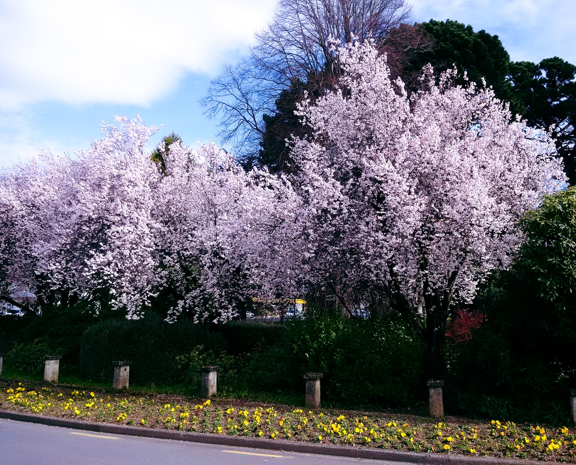 Flowering Plum Tree | Easy Big Trees | New Zealand