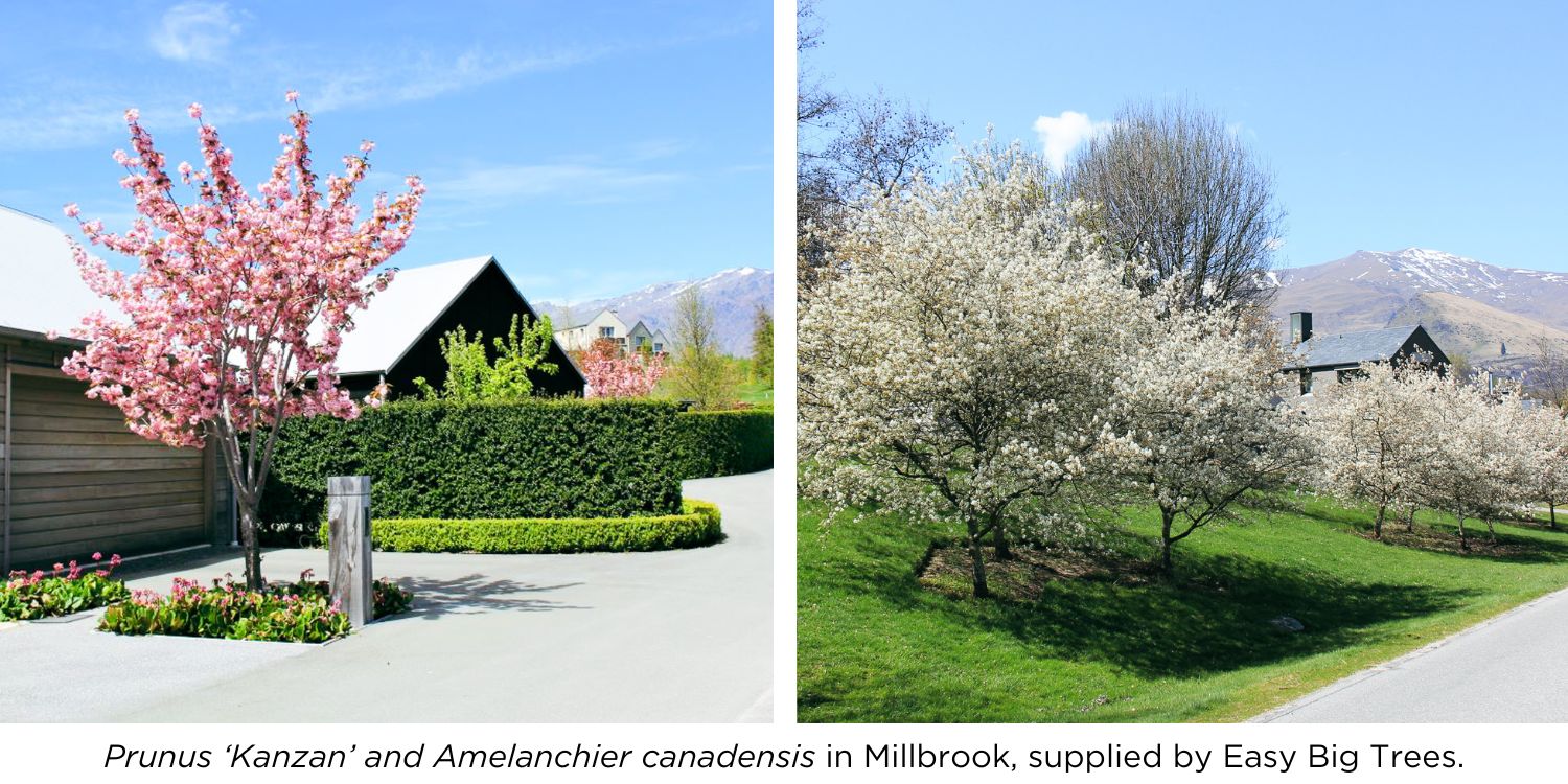 Top 10 Spring Blossom Trees | Easy Big Trees | New Zealand