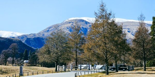 Evergreen NZ Native Trees & Plant Nursery | Easy Big Trees