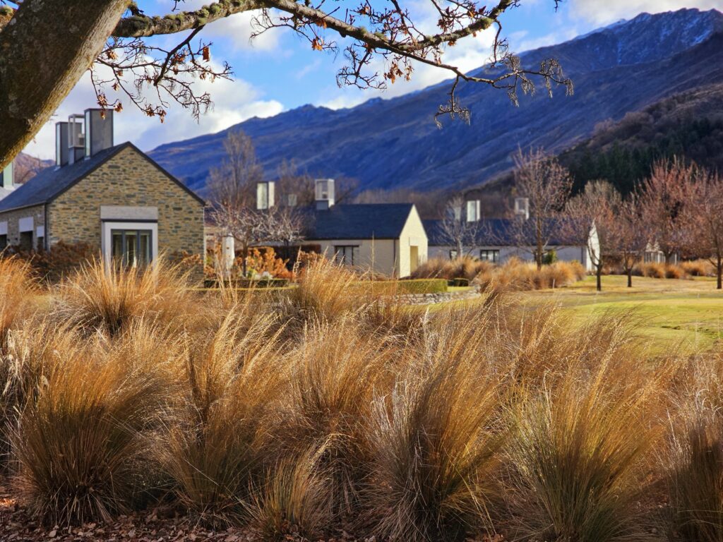 CHIONOCHLOA rubra – NZ Native Red Tussock | Easy Big Trees