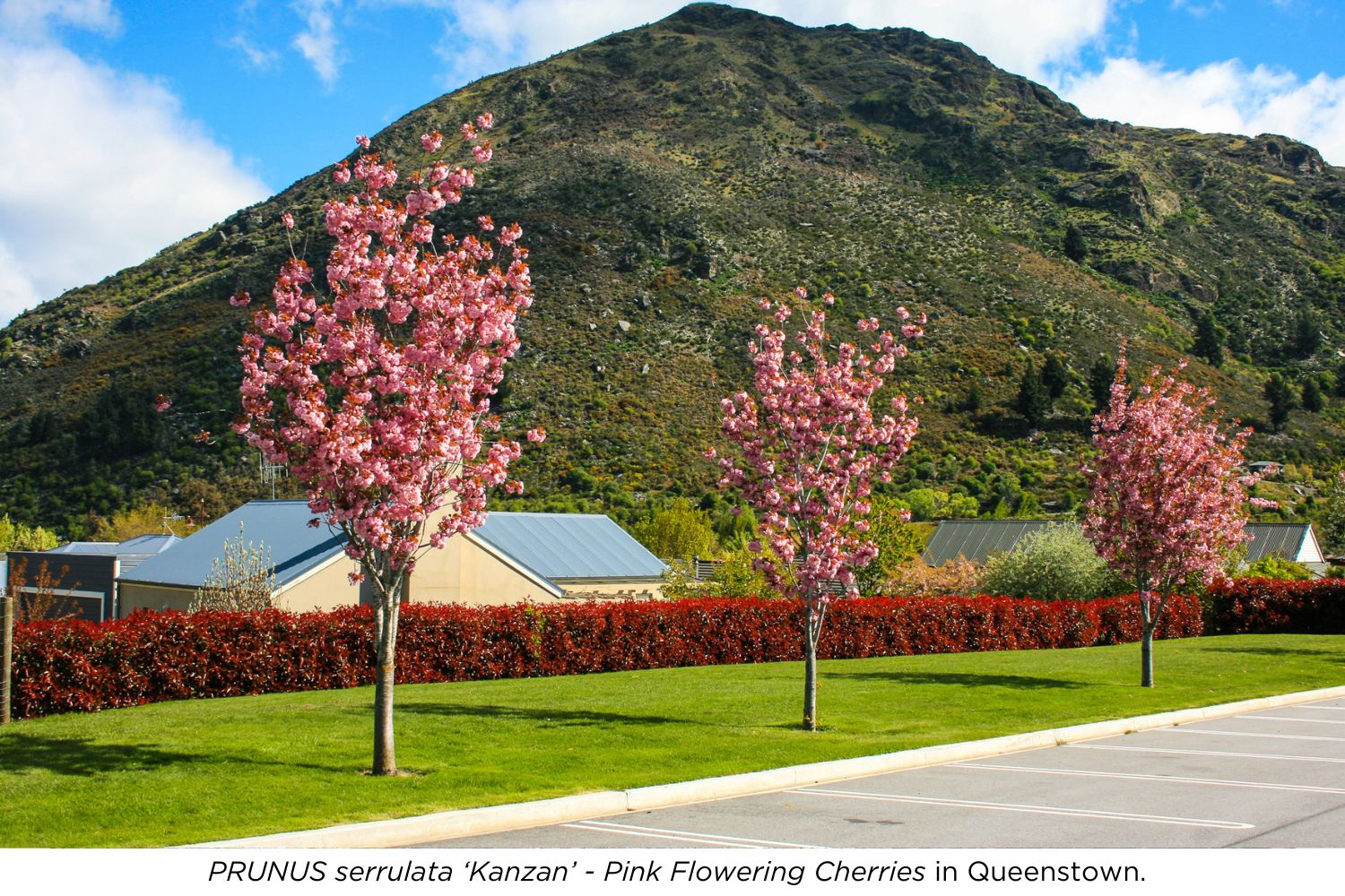 Marcia’s Tree of the Month: PRUNUS Kanzan – Pink Flowering Cherry | Easy Big Trees | New Zealand
