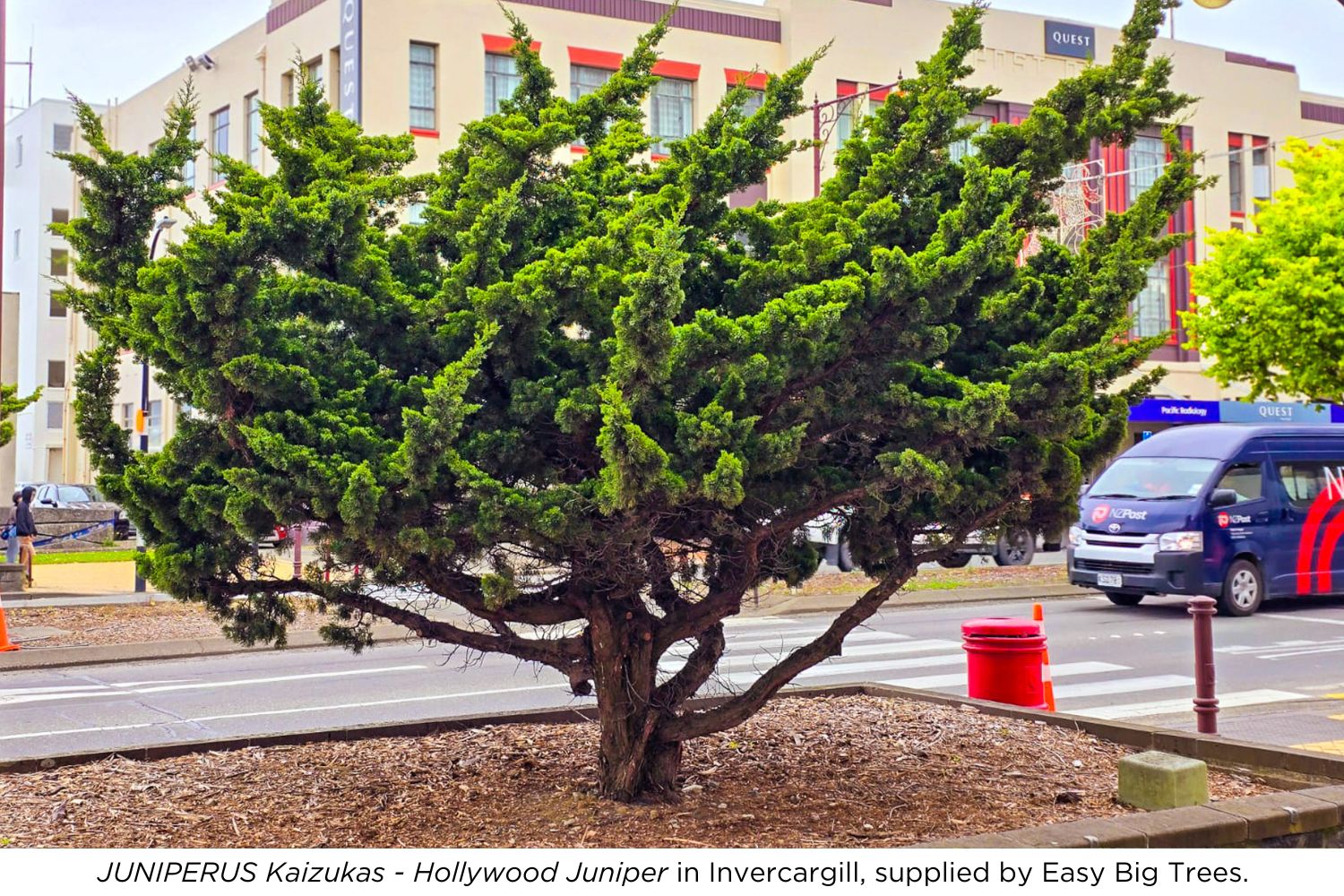 Simon’s Tree of the Month: JUNIPERUS chinensis Kaizuka – Hollywood ...