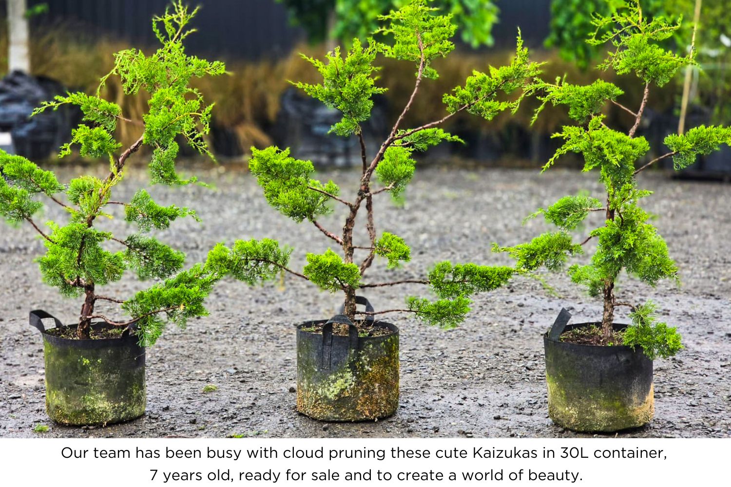 Simon’s Tree of the Month: JUNIPERUS chinensis Kaizuka – Hollywood ...