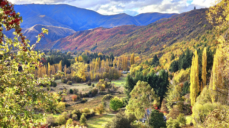 Evergreen NZ Native Trees & Plant Nursery | Easy Big Trees
