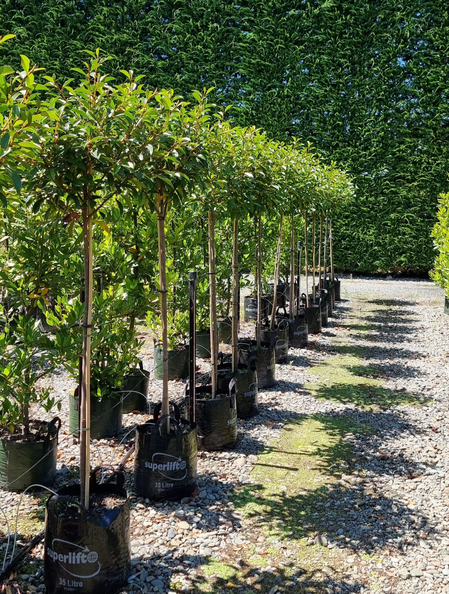 MICHELIA 'Lemon Fragrant' White Flowering | Easy Big Trees | NZ